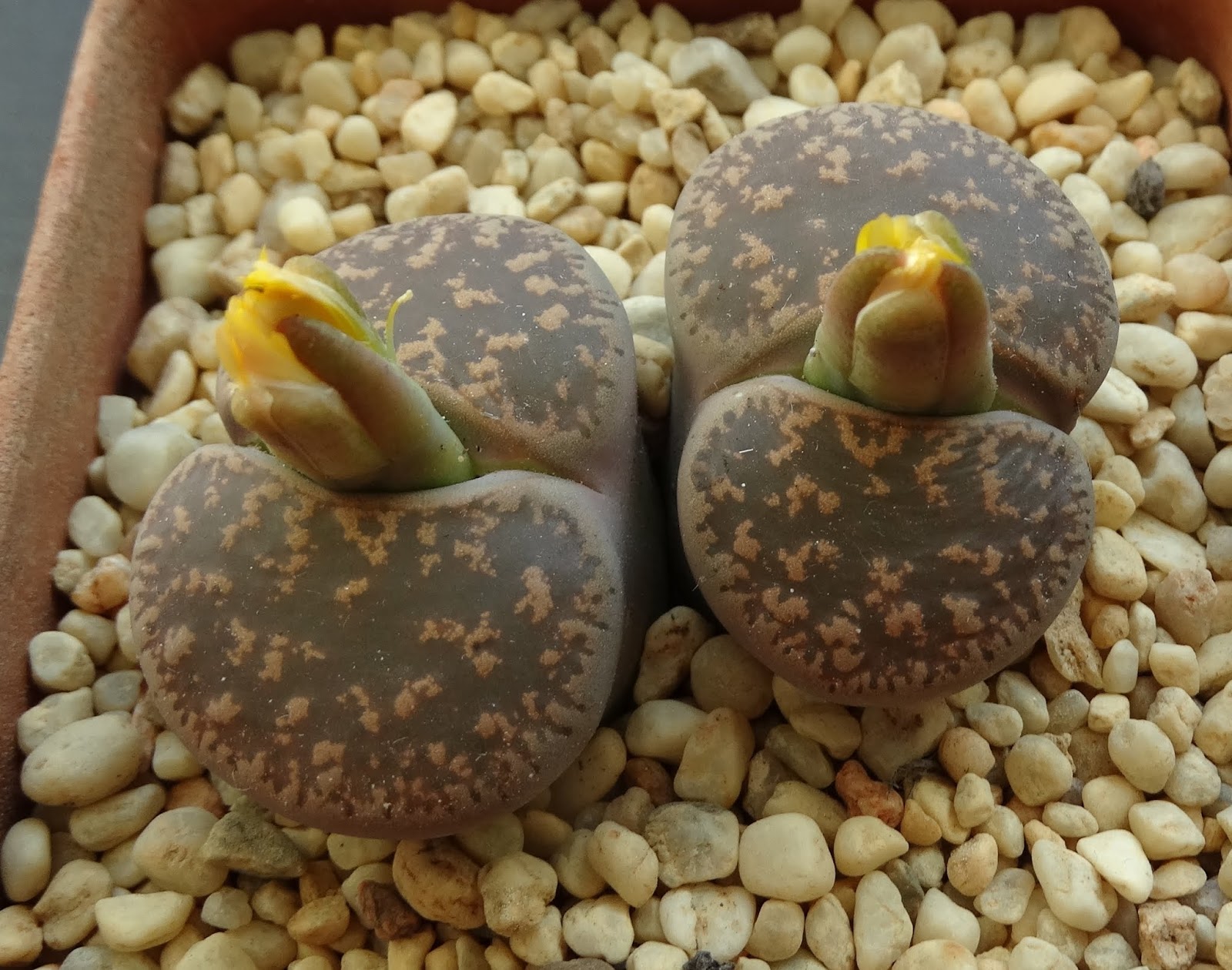 Succulent Sundae: LITHOPS LESLIEI