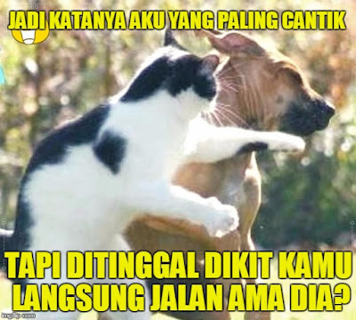 13 Meme 'Kucing' Ini Lucu Banget Bikin Gemes Campur Ngakak