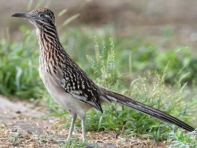 SEEDS OF KNOWLEDGE : U.S. State Birds ~ Pinegreenwoods