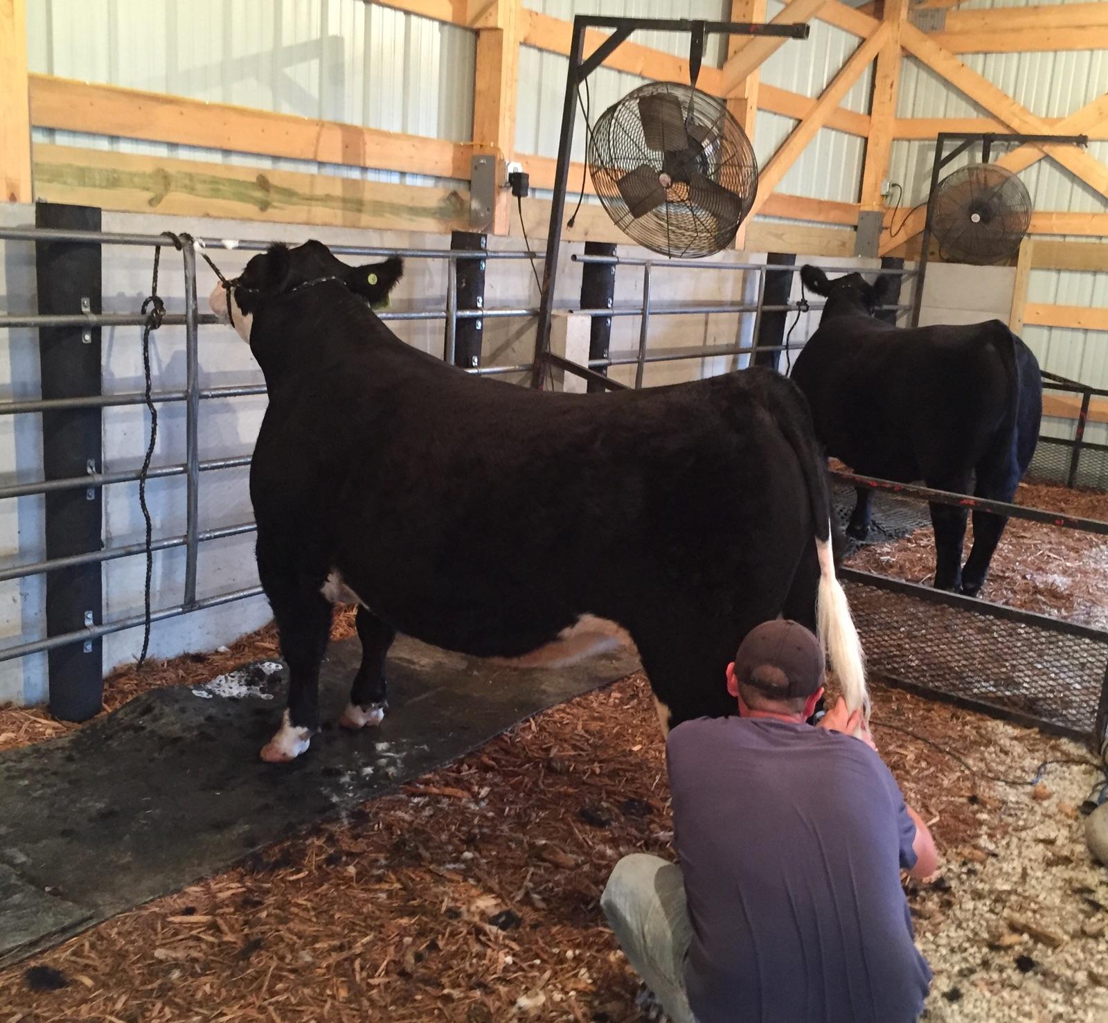 MITTAG Blog: County Fair Clipping