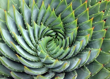 The Art of Reduction: Art (design) imitates life OR Biomimicry