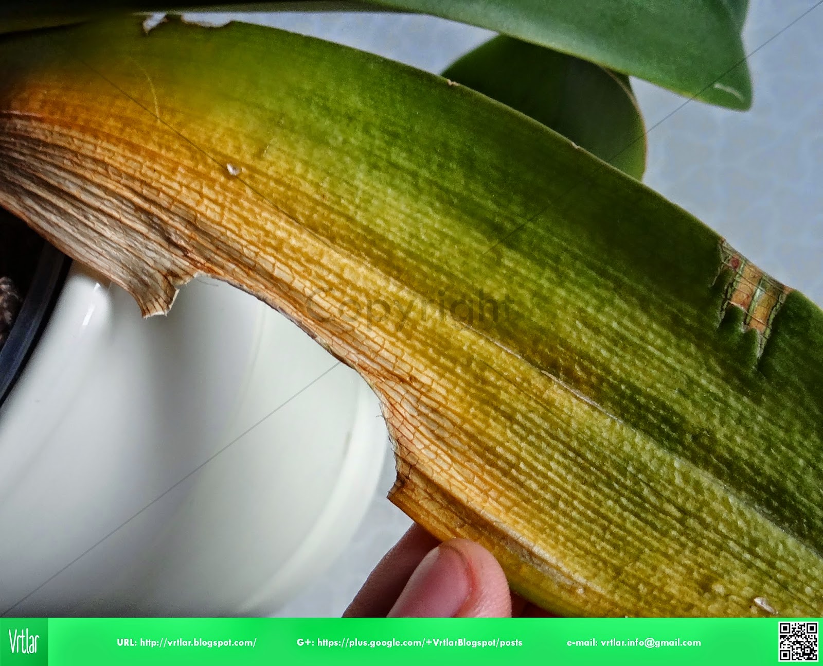 Orhideje - općenito ~ Vrtlar