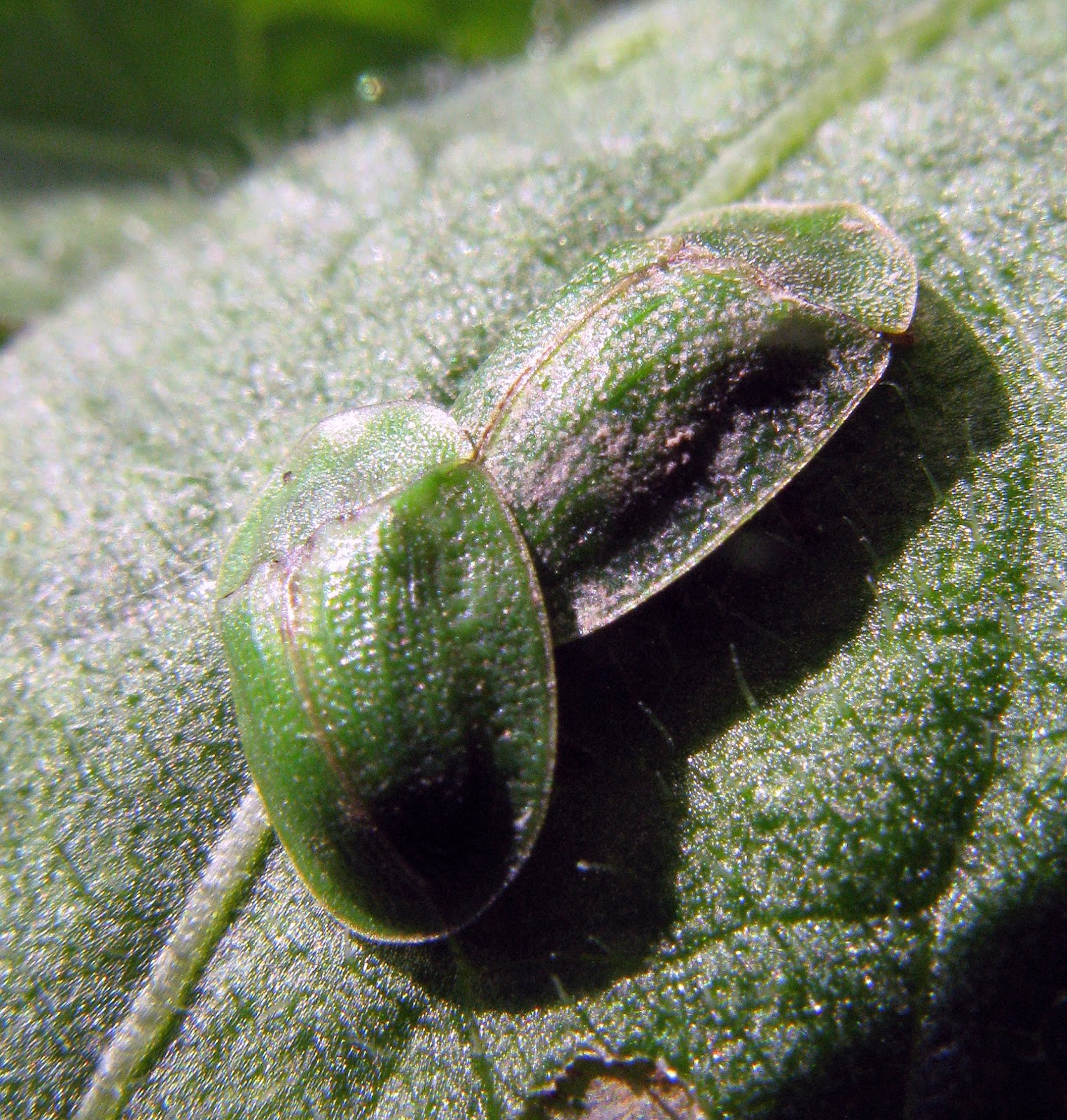 Newhaven Wildlife: April 2016