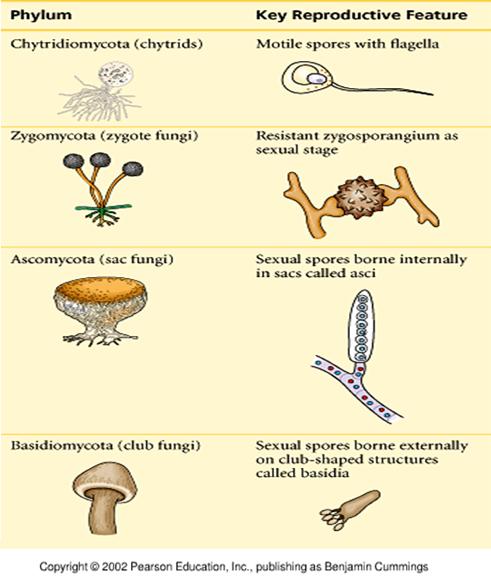 hablemos de biologia: DIVISIÓN DE LOS HONGOS