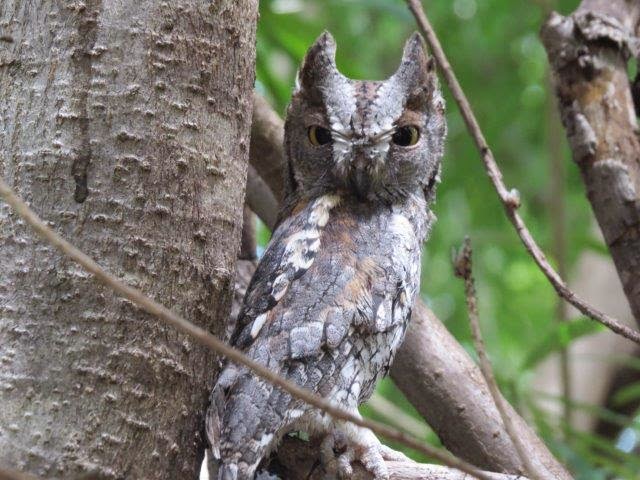 memorable meanders: African Scops owl