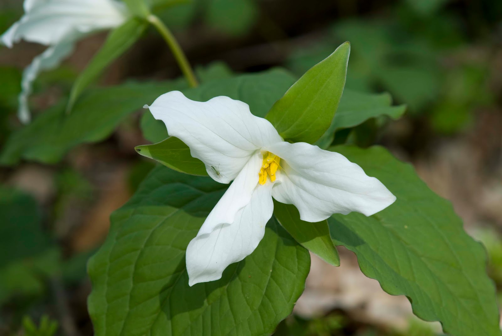 Indiana Plant A Day: White Trillium