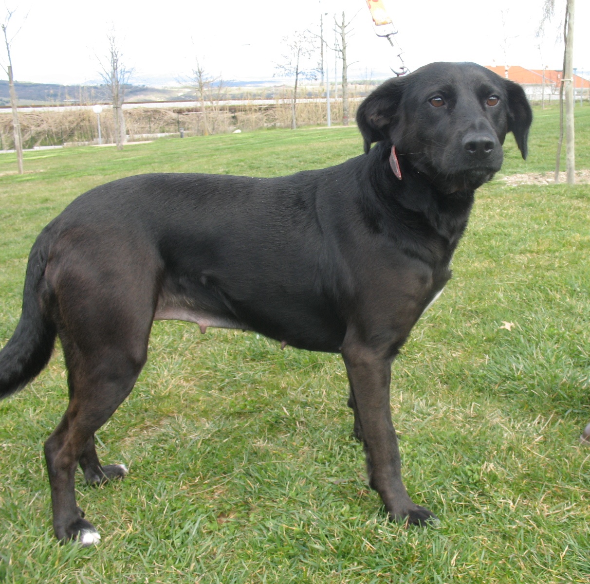 A Casota: Belga - Cruzada de Labrador - Novas fotos - ADOPTADA!!!