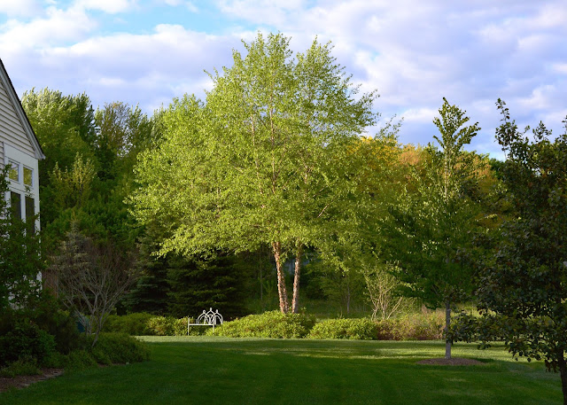 Plant Inventory at 20 Timothy : Betula nigra / River Birch