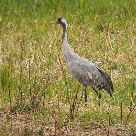CAMBRIDGESHIRE BIRD CLUB GALLERY: Common Crane