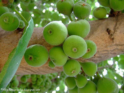 Wild Fig Tree | Nature, Cultural, and Travel Photography Blog