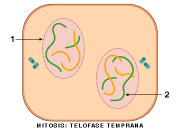 Pembelahan Sel Secara Mitosis - Kaktus Tropis