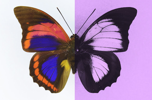 The Colors They See: The Hidden Colors of Butterflies