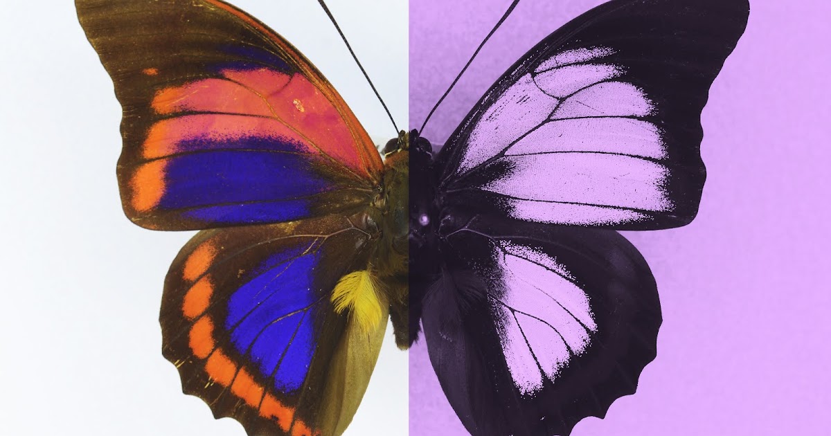The Colors They See: The Hidden Colors of Butterflies