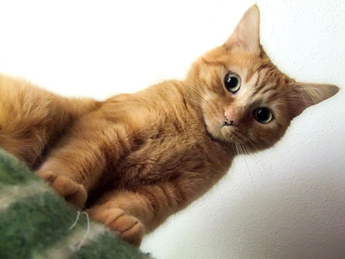 Clínica Veterinaria Galileo : Razas de Gatos: Asiático Humo Atigrado