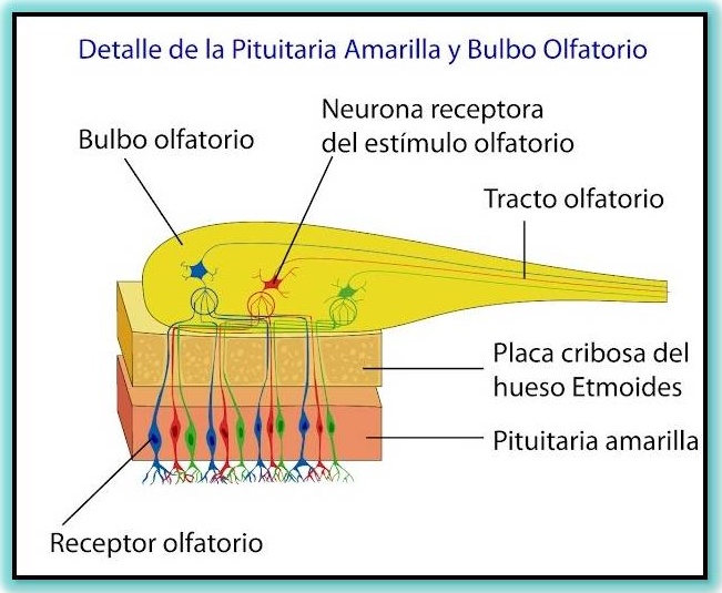 La Nariz como Quimiorreceptora ~ Biopsicosalud