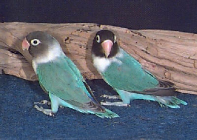 Absolutely Adorable Lovebirds: Lovebirds as Pets- Five Things to know ...