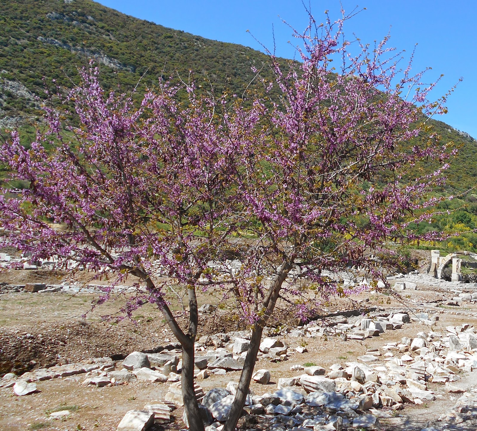 Land of Broken Promises: Mediterranean Spring