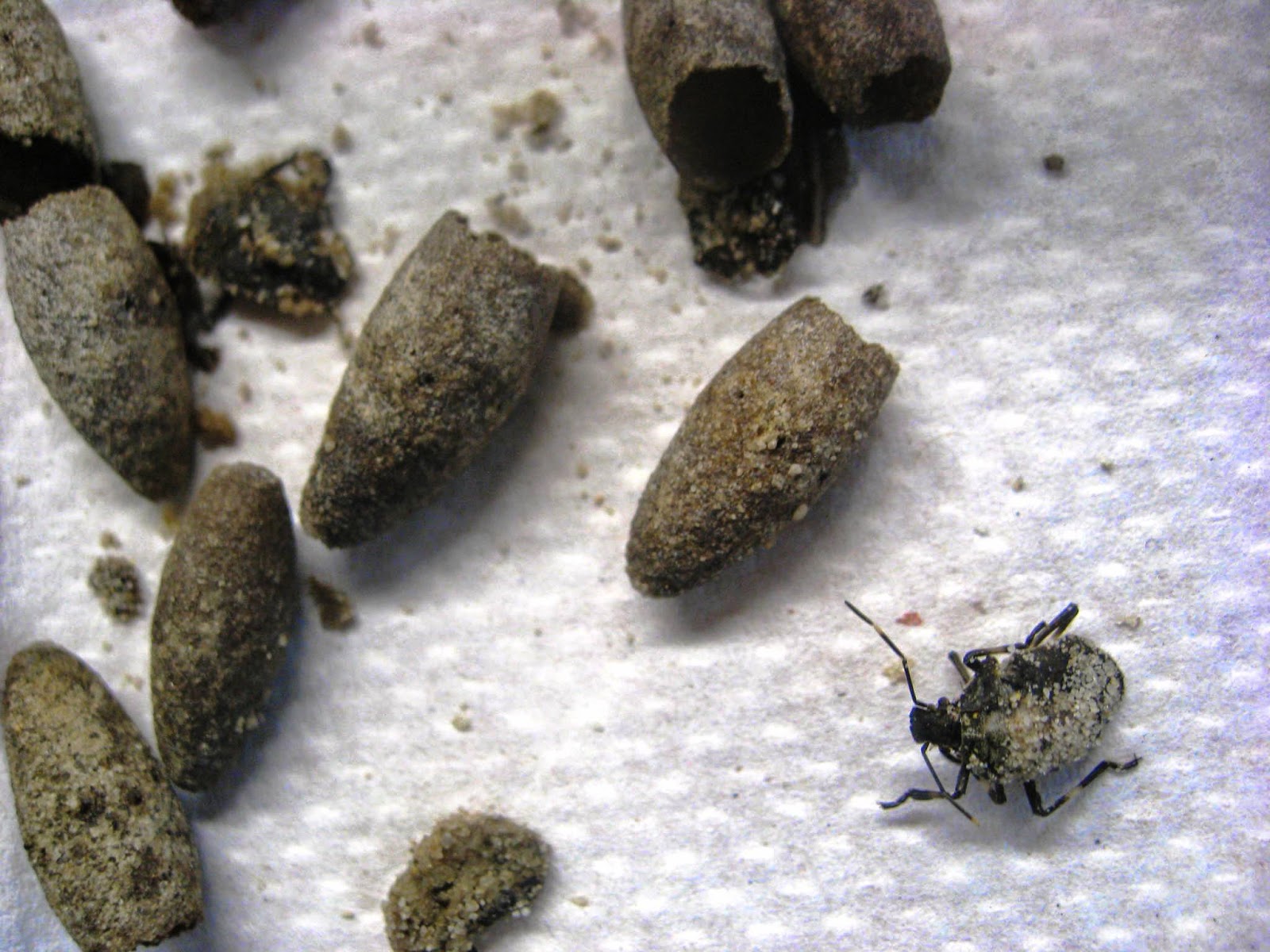 Capital Naturalist by Alonso Abugattas: Sand Digger Wasp Drama in Our ...