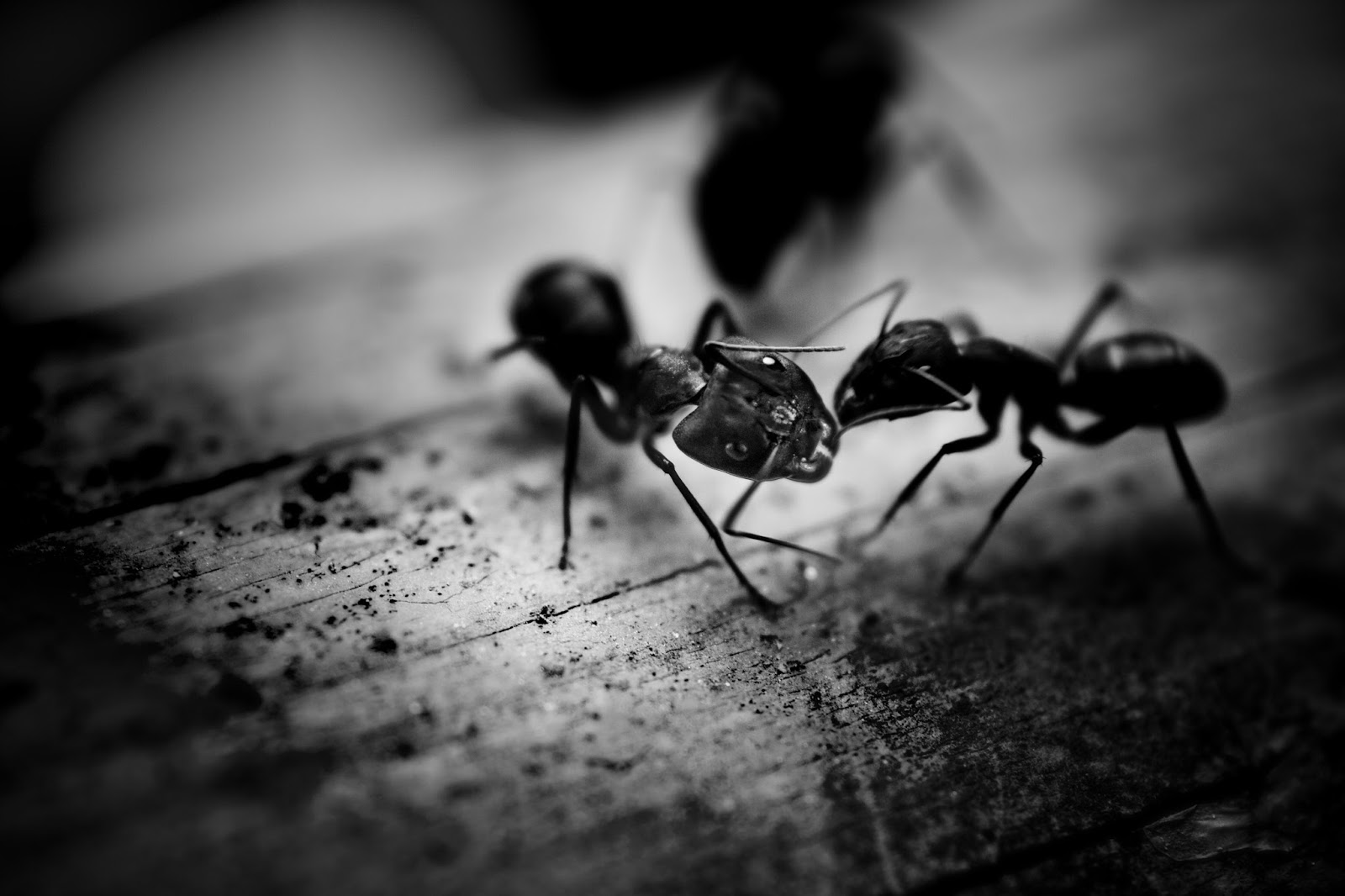 10 interesting facts about ants - factdude
