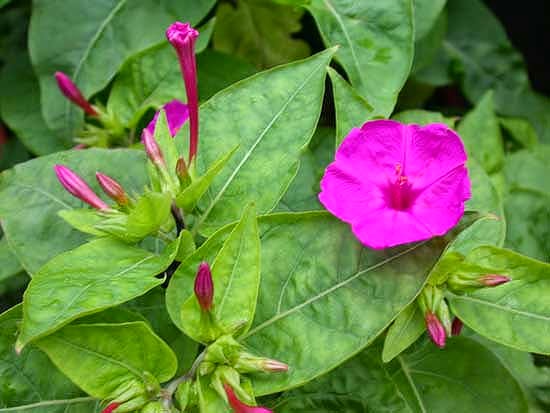 Mengenal Bunga Pukul Empat Mirabilis Jalapa Tanaman H - vrogue.co Mengenal Bunga Pukul Empat Mirabilis Jalapa Tanaman H - vrogue.co