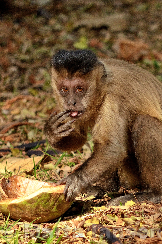 Captando a Luz: Macacos-prego gostam de coco