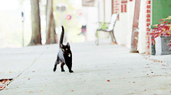 El borde de la realidad: Witches of East End (temporada 1)