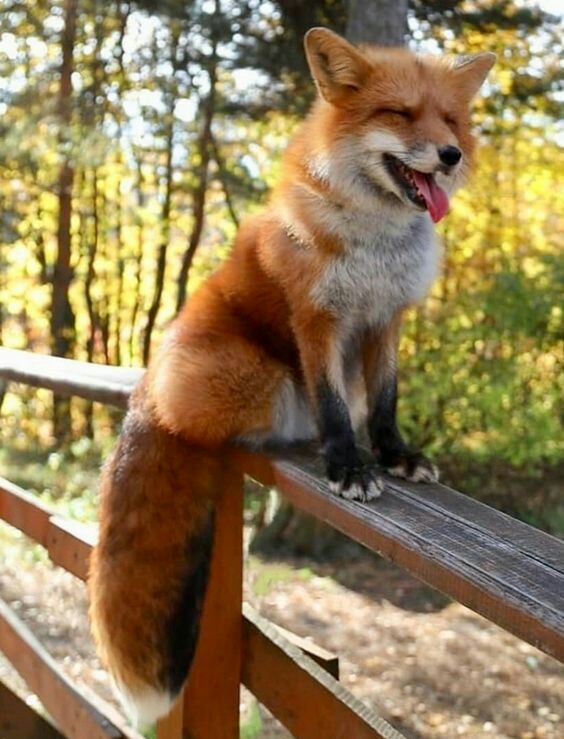 Beautiful Fox
