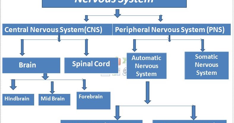 Study Material : Nervous System Nervous System