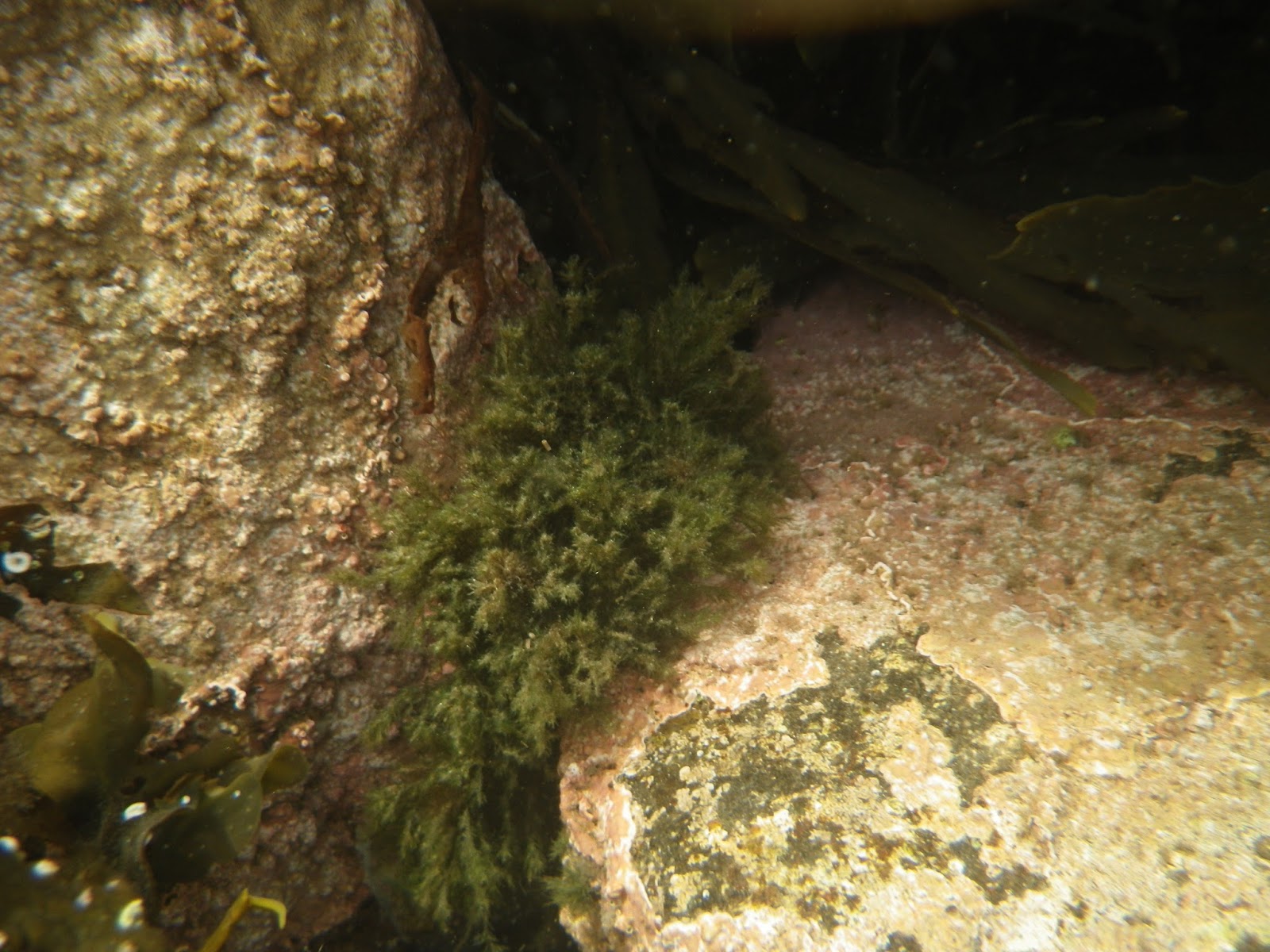 Rock Pooling: Rock pooling destination: Eilean Feoir, Eigg May 2013