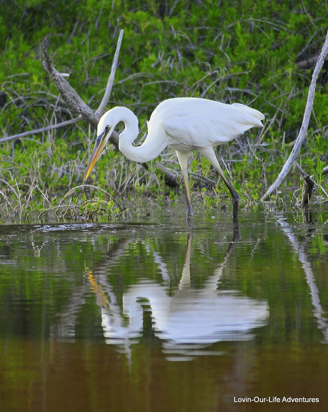 Lovin-Our-Life Adventures: Animal Life in Everglades National Park