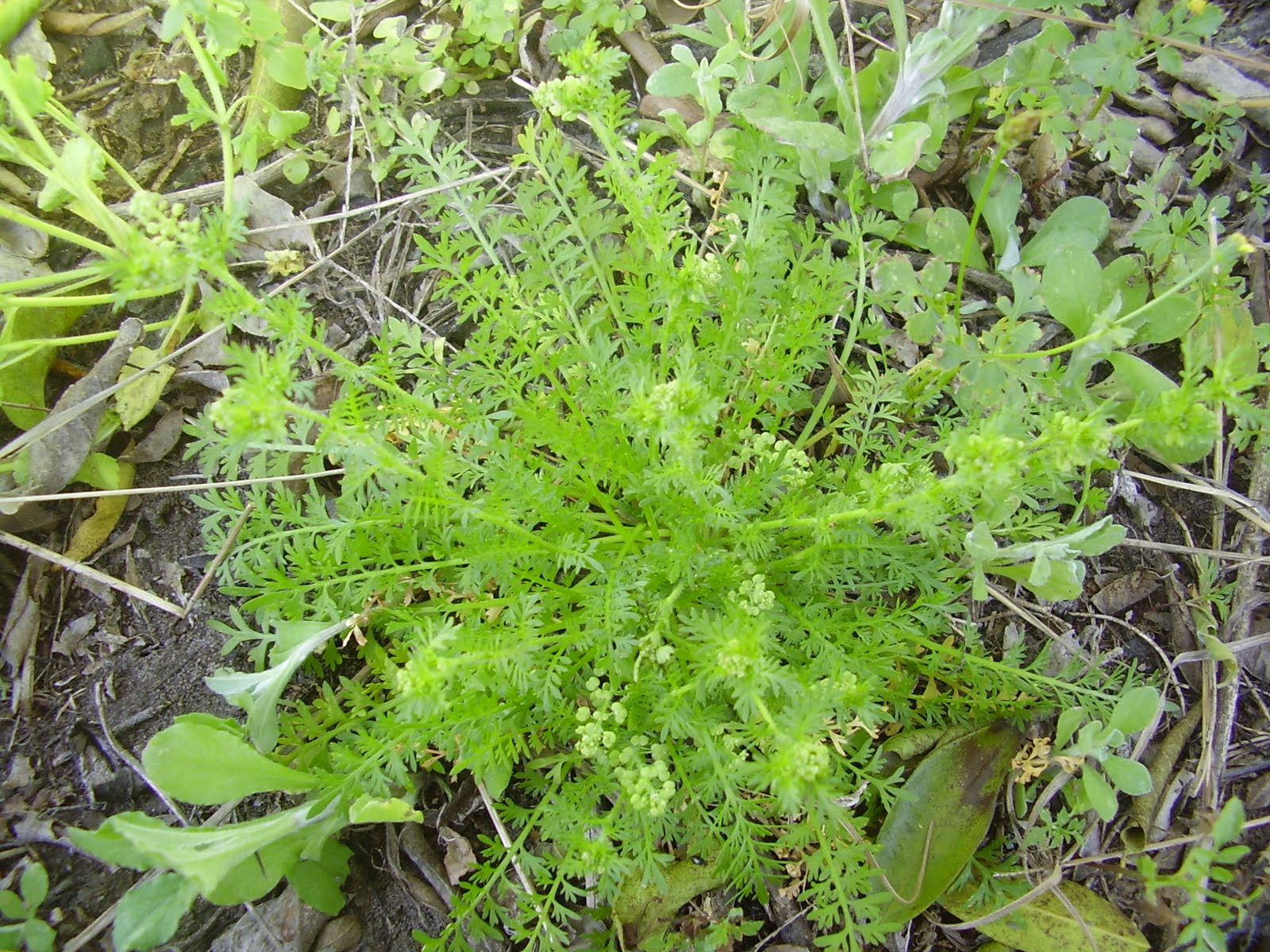 Naturaleza entrerriana: Coronopus didymus