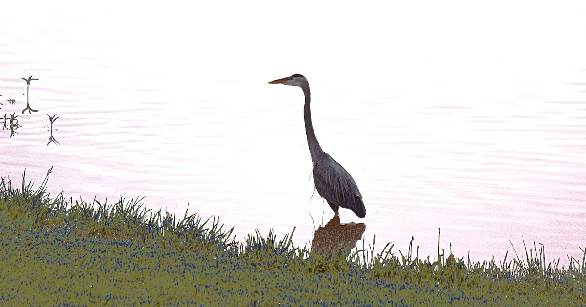 Crane Catching A Fish - 8 Photos