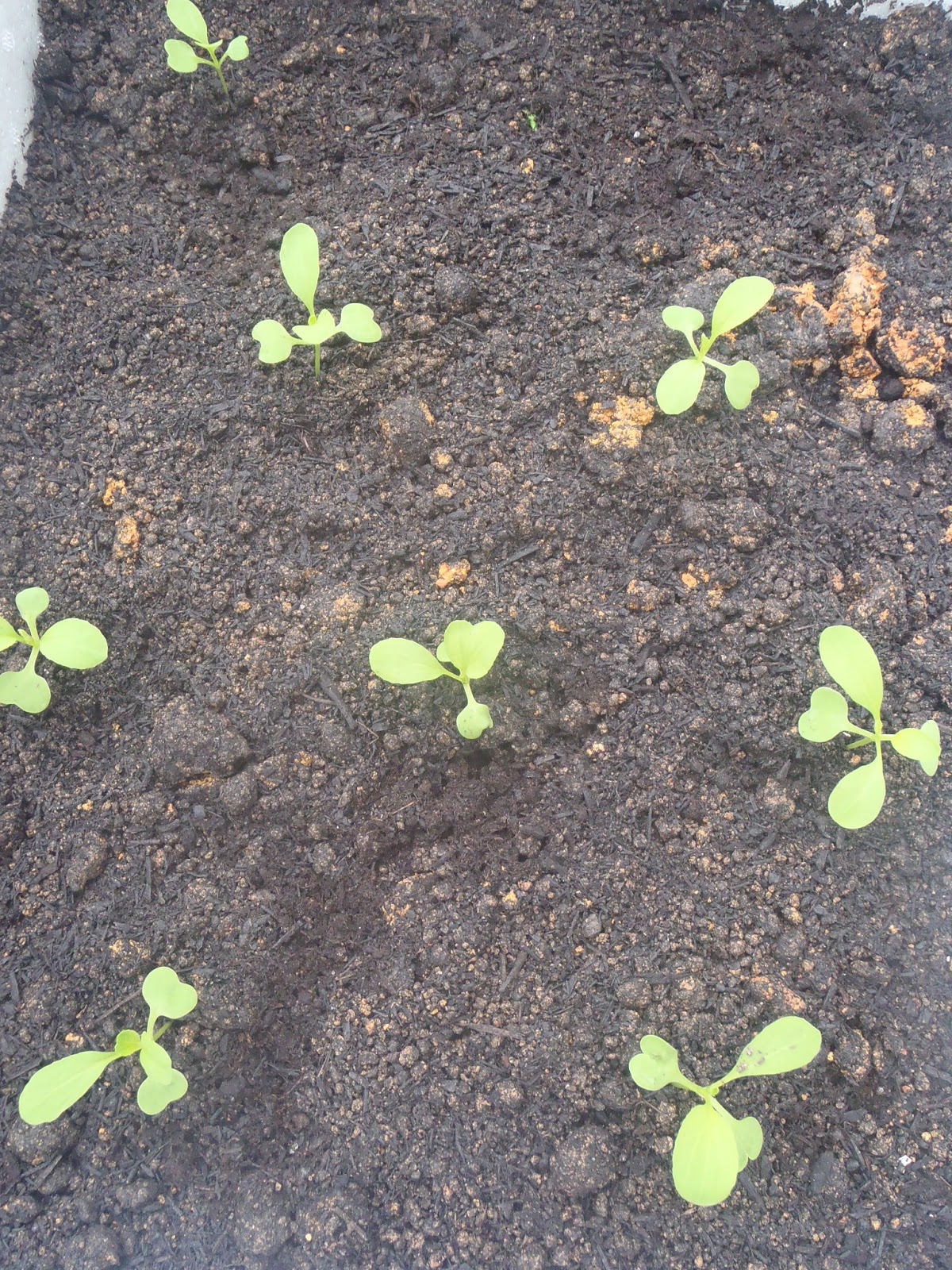 My Farming Footprints: Xiao Bai Chye Day 16