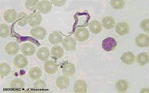 Generalidades de protozoarios: Movimiento De Los Flagelados Y Esporosos