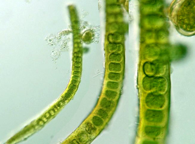 Cyanophyceae (Alga Hijau- Biru) ( Ordo Hormogonales): “ Cyanophyceae ...