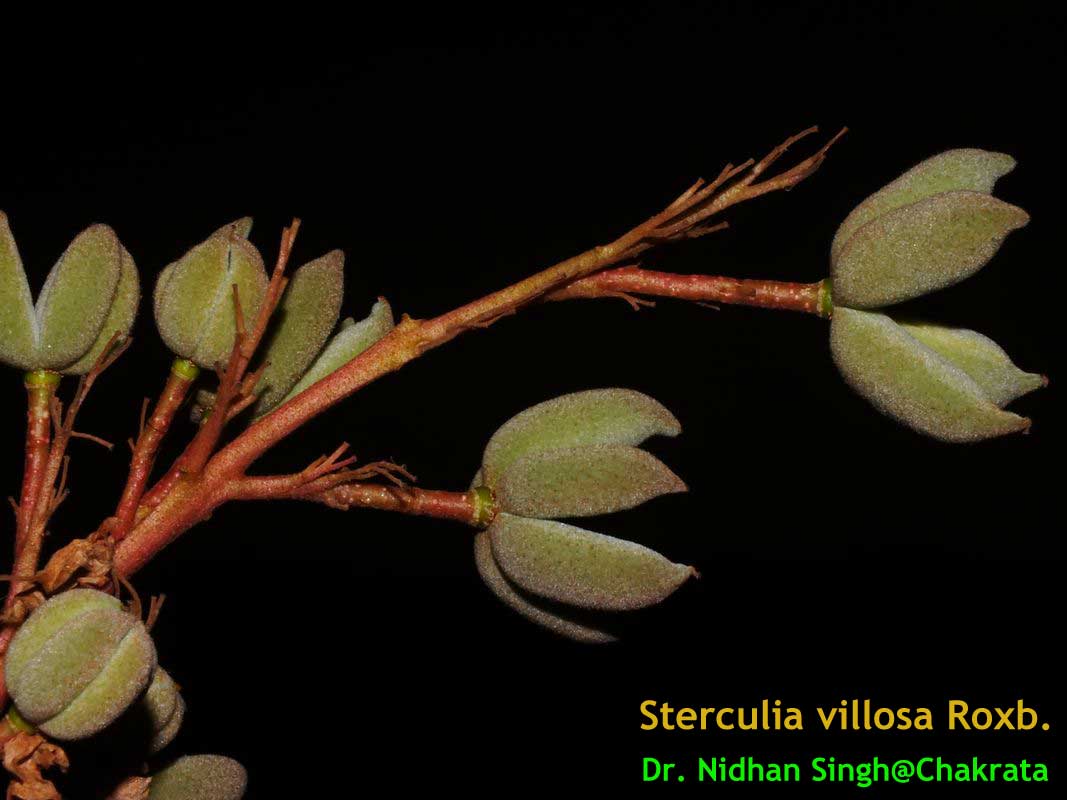 Medicinal Plants: Sterculia villosa, Elephant rope tree, Udal