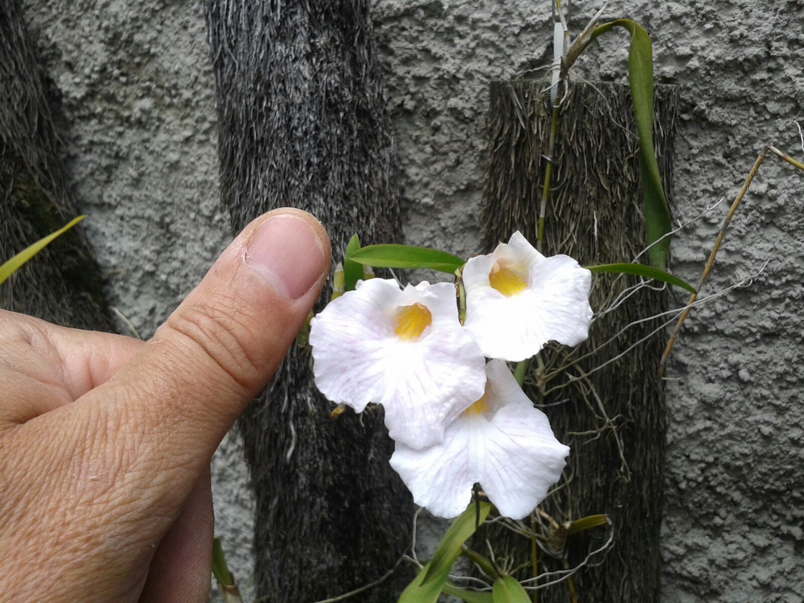 Orquídeas do nosso quintal: Rodriguezia Obtusifolia