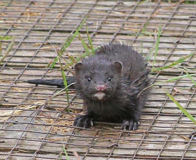 Simon and Karen Spavin: A very wet juvenile mink