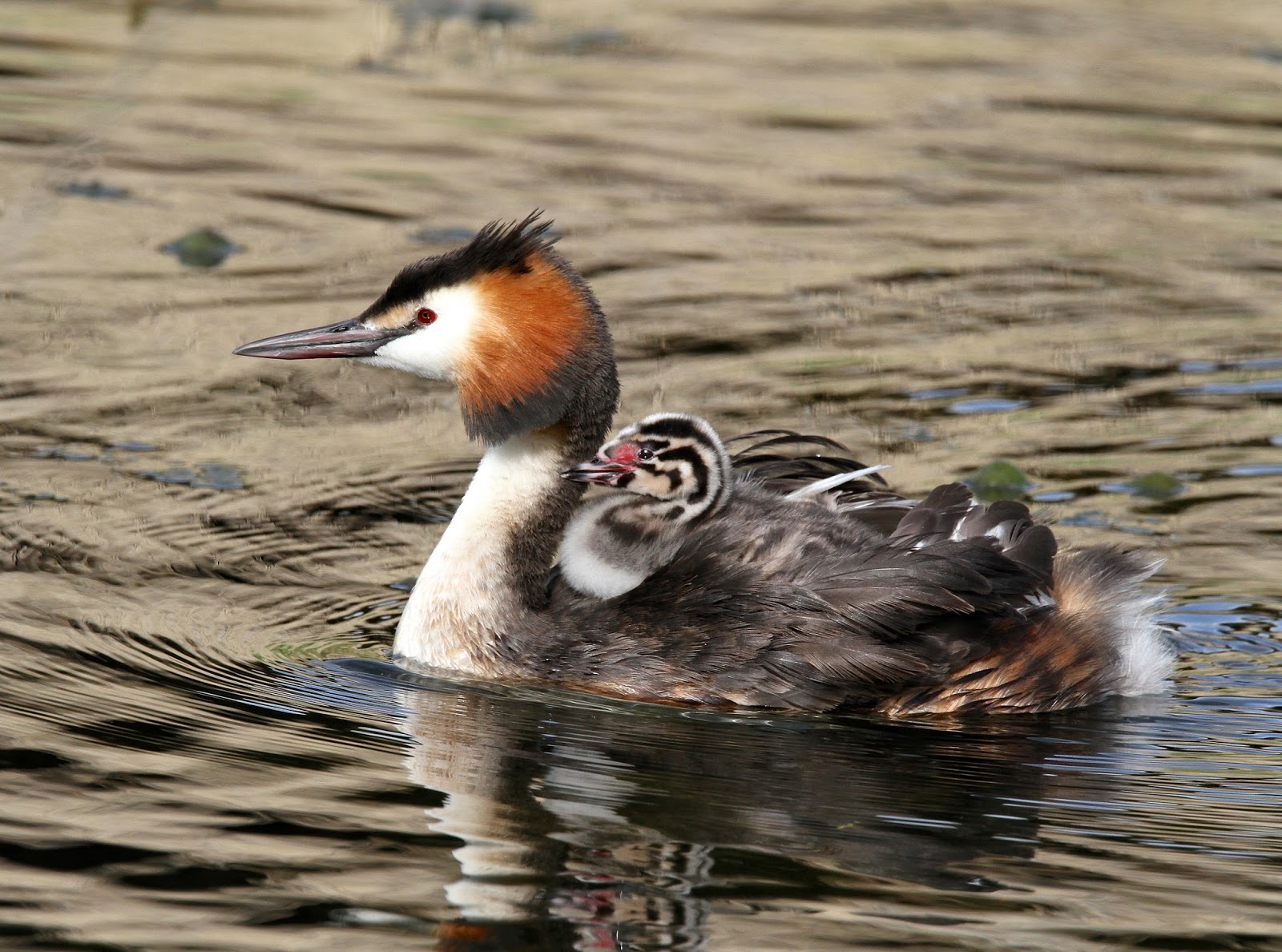 TrogTrogBlog: Bird of the week - Great crested grebe