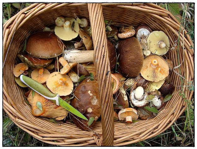 Katerina&Kuchnia: MARYNOWANE GRZYBY LEŚNE- MAŚLAKI, RYDZE, PRAWDZIWKI ...