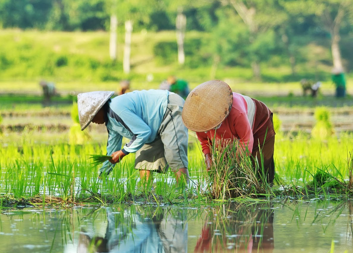 Tradisi Sambatan di Pedesaan - Wong Tani