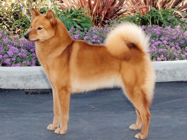 Finnish Spitz Dog | Information Facts & Pictures | All Wildlife Photographs