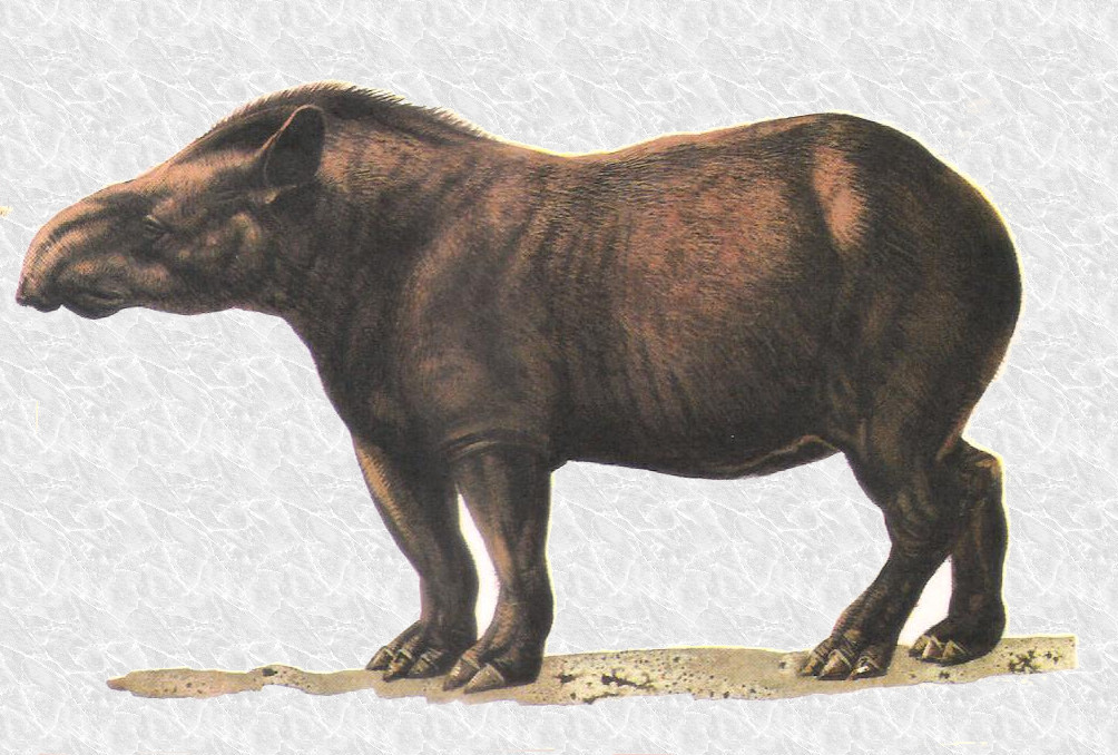 Zoológico Virtual do Koba: Anta Brasileira