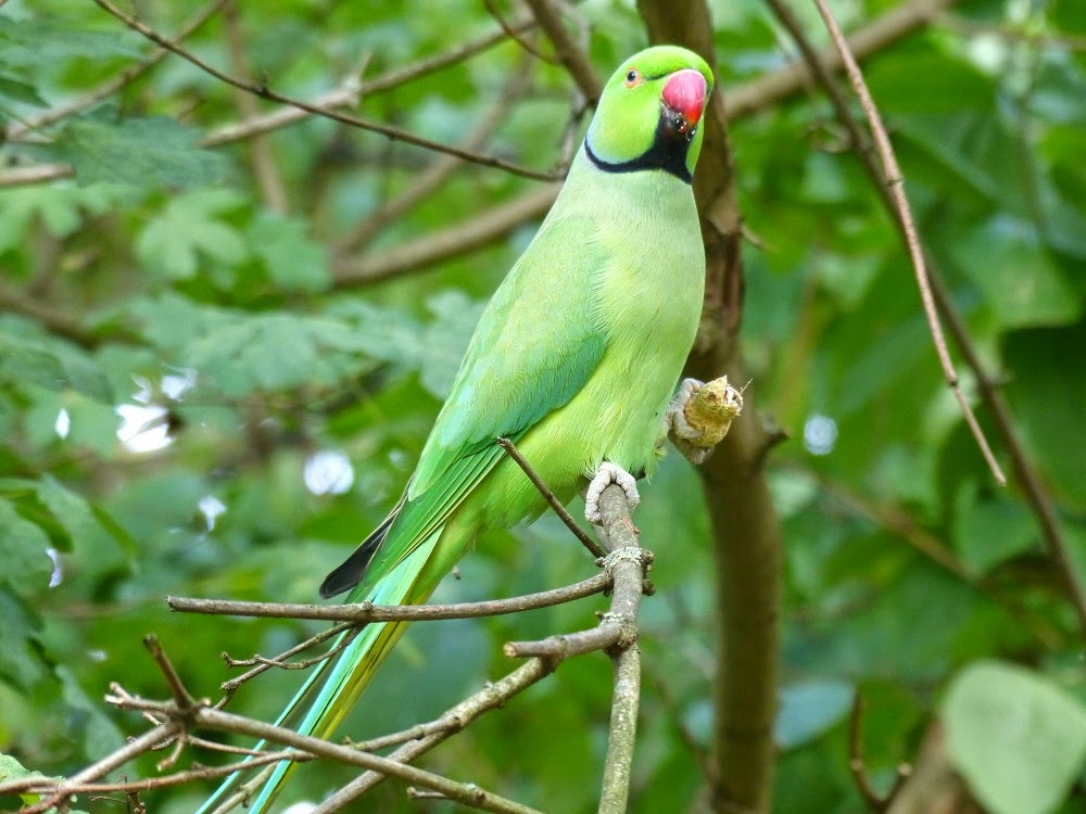 Kensington Gardens and Hyde Park birds