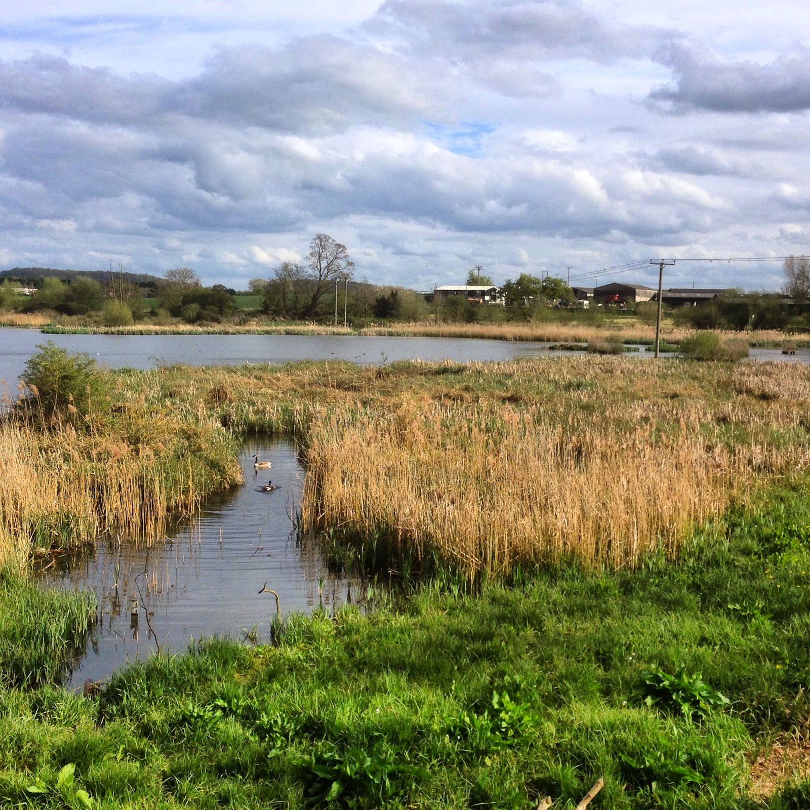 Out4aduck - A record of my birding year: Upton Warren Alldayer