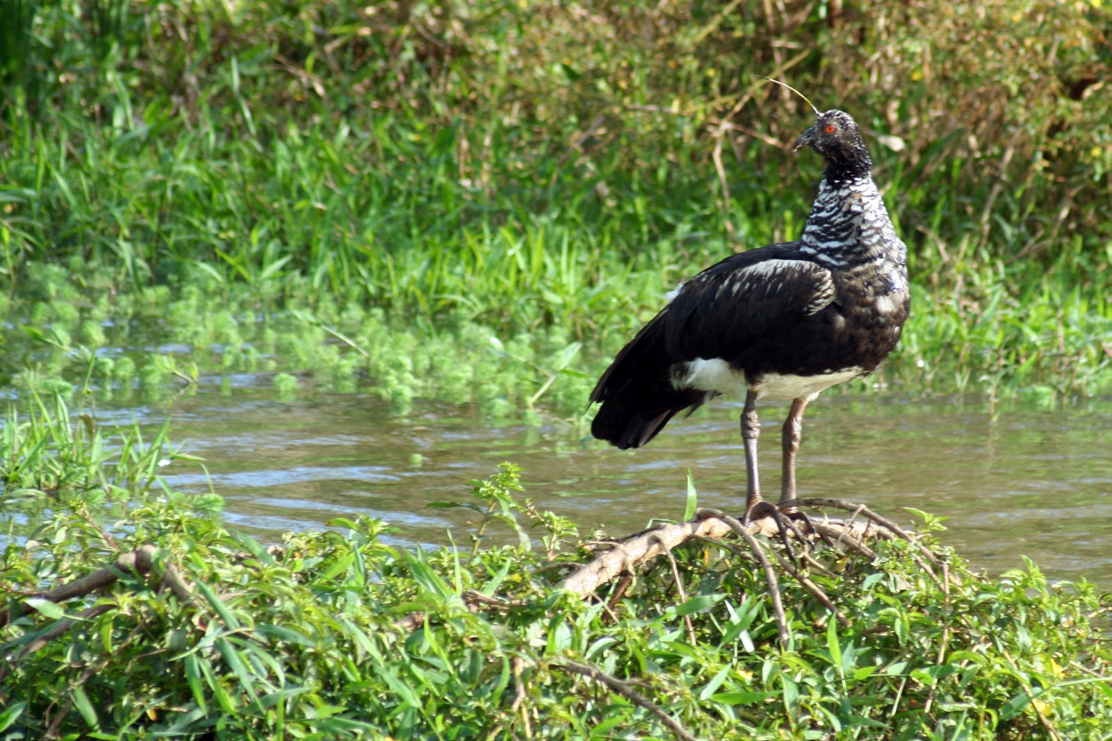Inhuma | Fotos do Cerrado...