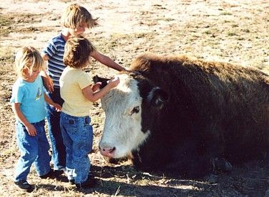 Liger - Meet the Largest Big Cat. : Beefalo