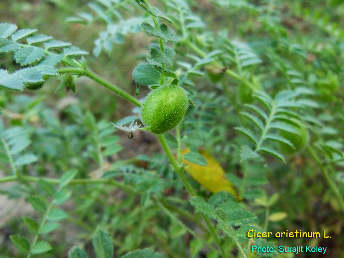 Medicinal Plants: Cicer arietinum Chickpea Bengal gram