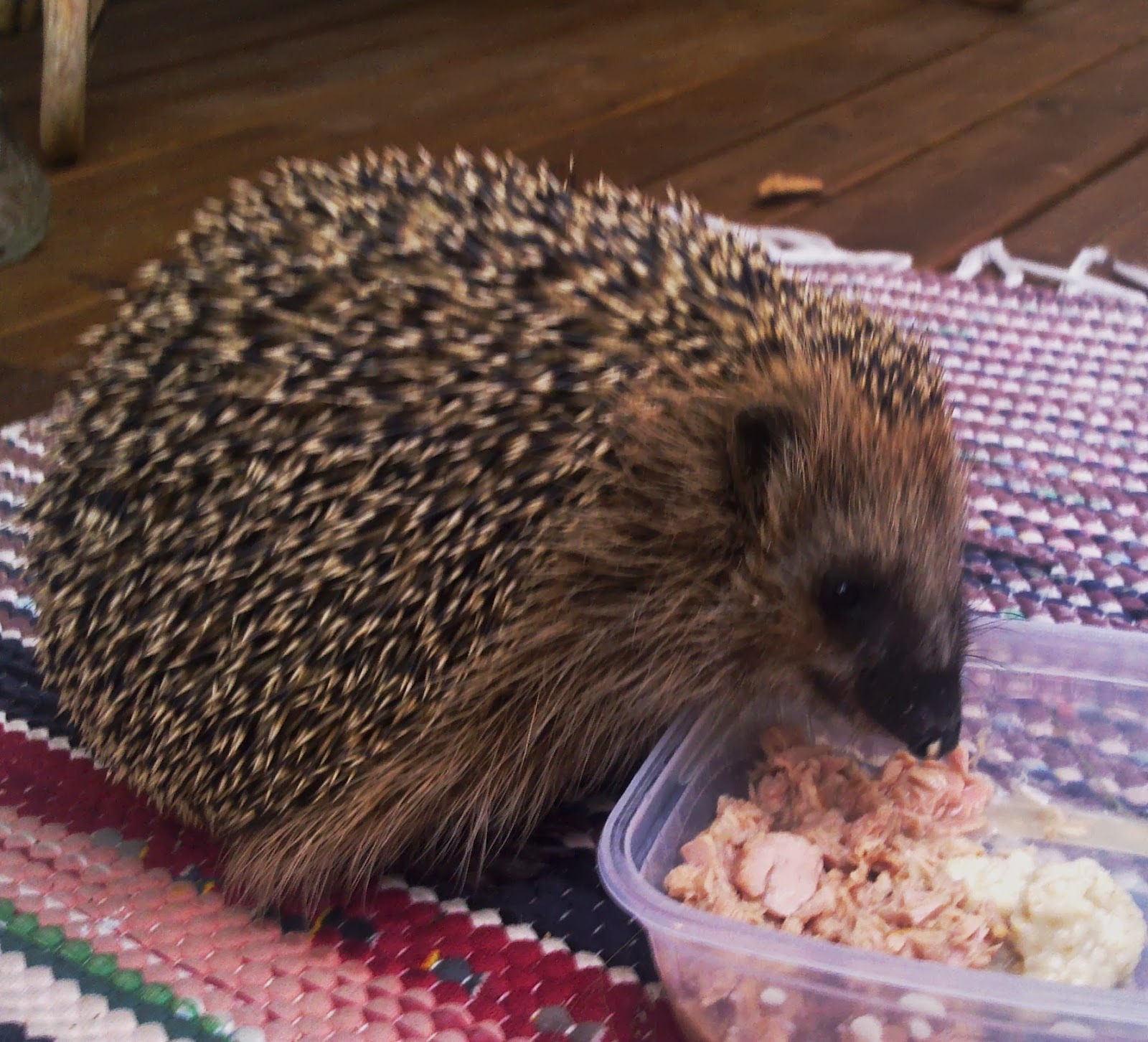 Plaza de mustis: SIILI