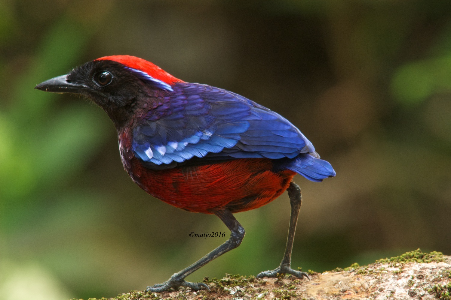 flying wings-wildlife.: Garnet Pitta (Pitta granatina), Local name ...